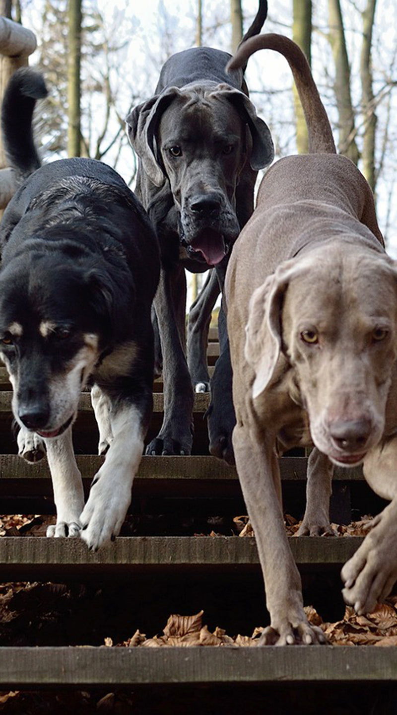 EVOLUTION DIET PROVEN HEALTHIEST - LONGEST LIFE PET FOODS